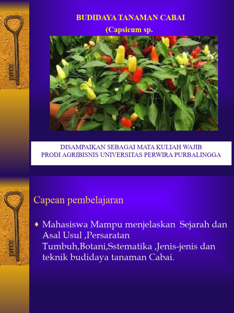 Panduan Budidaya Cabai di Purbalingga | PDF | Griya & Taman | Teknologi & Rekayasa