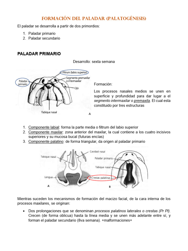 Desarrollo del Paladar y Lengua en Fetos | PDF | Lengua | Anatomía humana