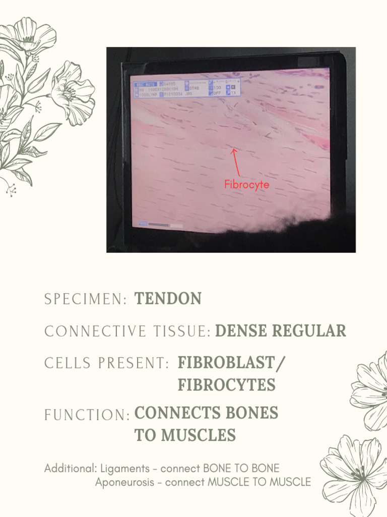 Human Histology Notes Laboratory 01052024 Meeting | PDF | Muscle ...