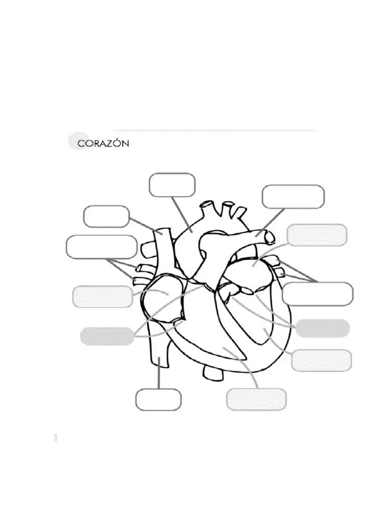 Corazon Completar | PDF