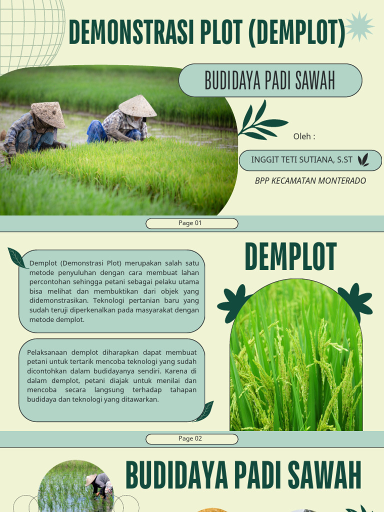 Demplot Padi Sawah | PDF