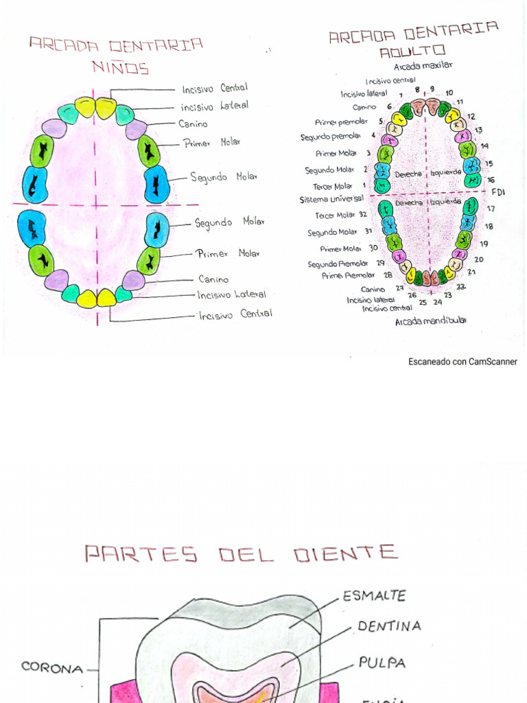 Dibujo Arcada Dentaria y Diente | PDF