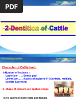 Using - Dentition To Age Cattle | PDF | Tooth | Dentistry