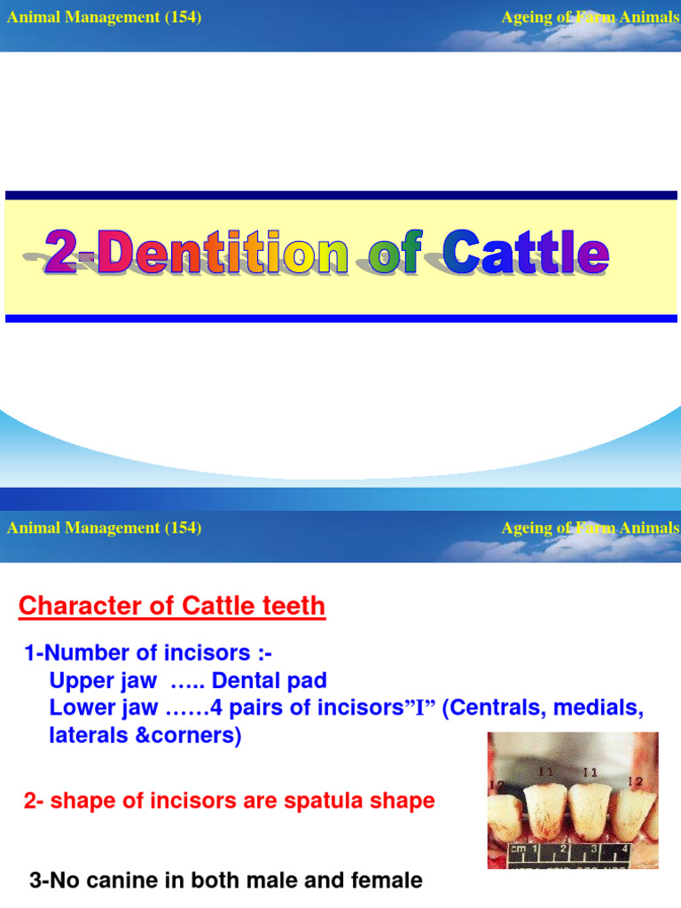 Dentation of Cattle and Buffalo | PDF | Tooth | Dentistry
