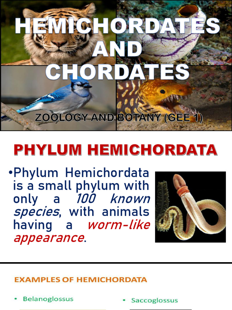 HEMICHORDATES-AND-CHORDATES_M-2024 | PDF | Vertebrates | Chordates