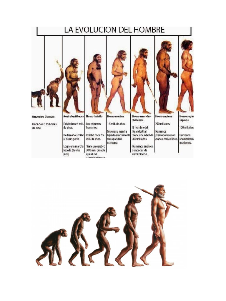 Evolucion Del Hombre | PDF