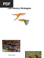 K and R Reproductive Strategies | PDF | Reproduction | Biogeochemistry