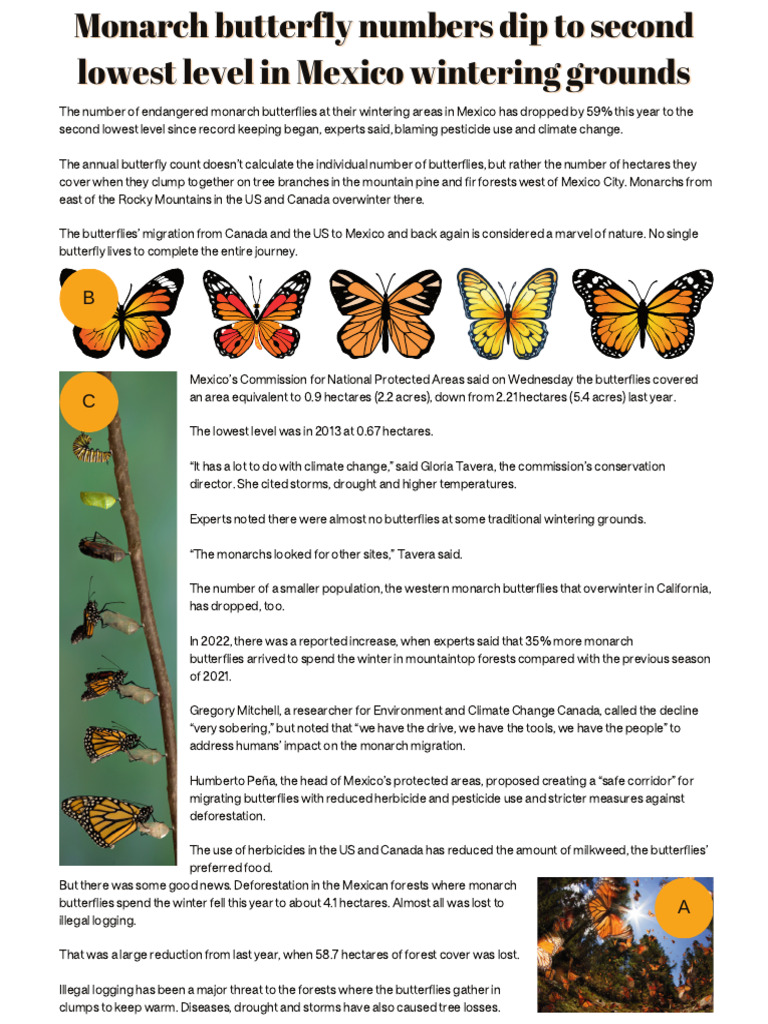 Monarch But Her Fly - 20240413 - 181913 - 0000 | PDF