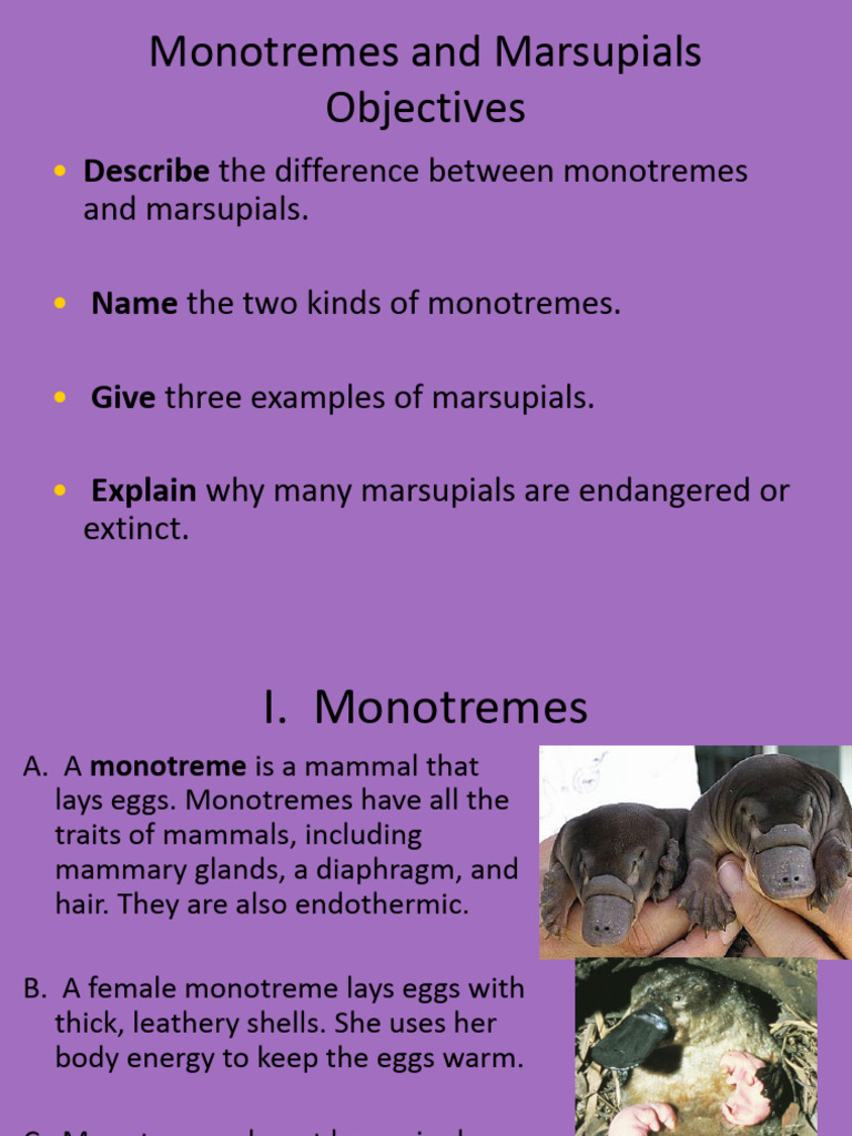 LS - Monotremes and Marsupials | PDF | Marsupials | Mammals