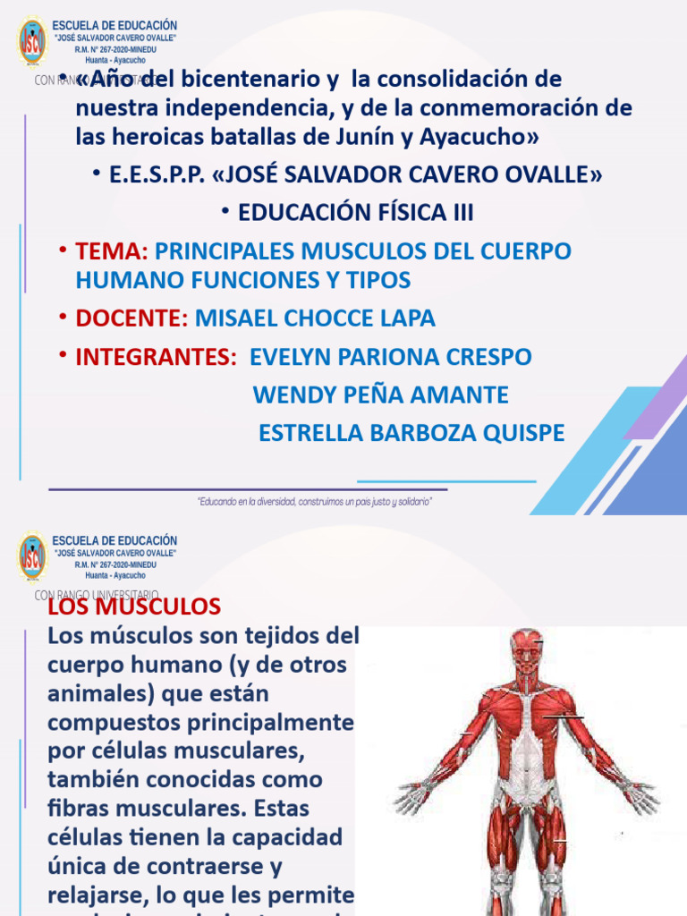 Tipos y funciones de los músculos humanos | PDF | Músculo | Codo