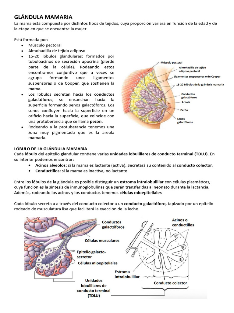Glándula Mamaria | PDF | Lactancia | Pecho