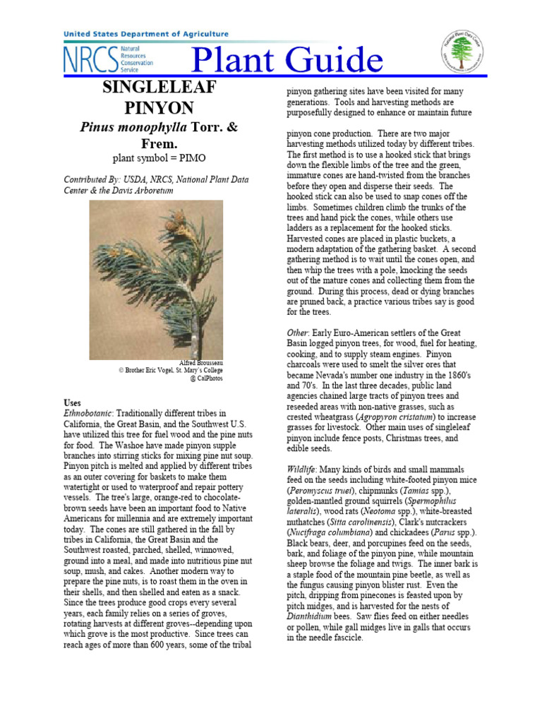 Single Leaf Pinyon Pine Planting Guide | PDF | Trees