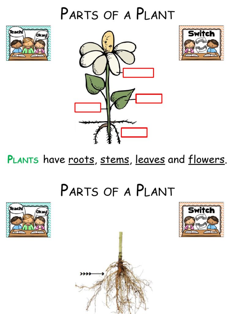 Understanding Plant Parts and Functions | PDF | Science & Mathematics