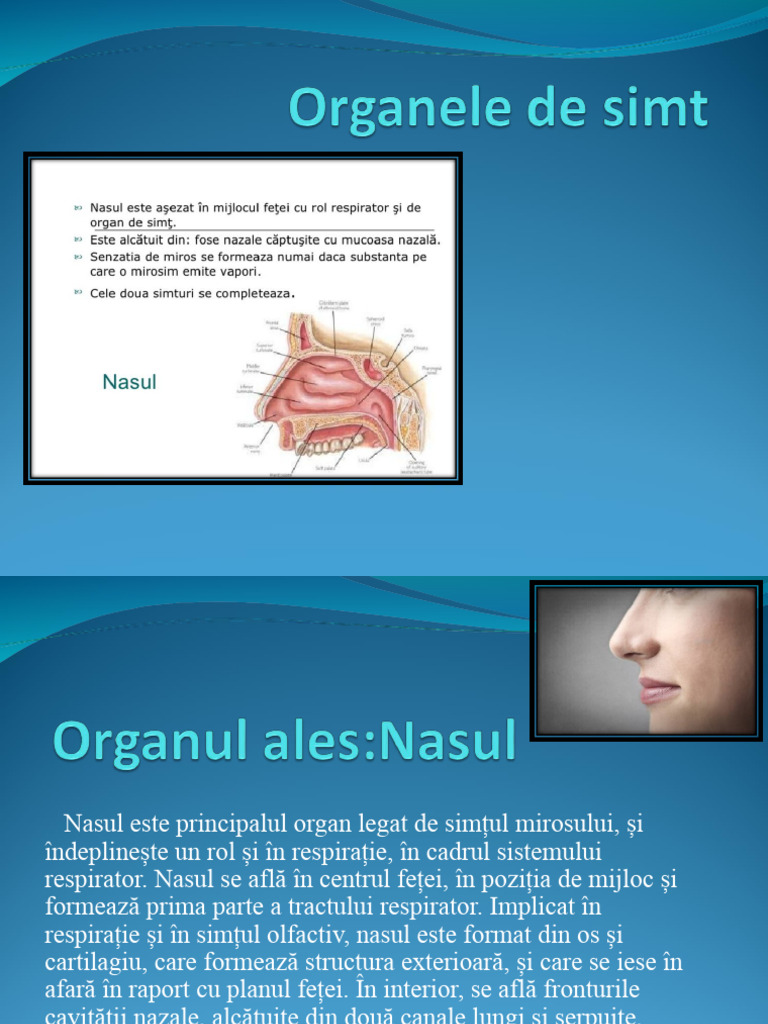 Organele de Simt | PDF