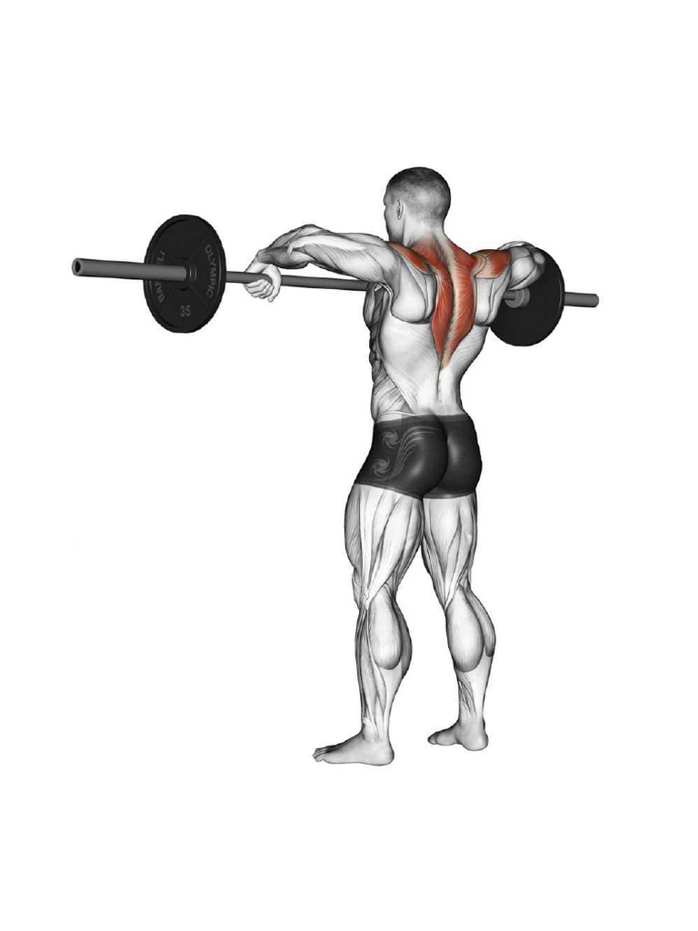 Mejores Ejercicios Trapecio 2 | PDF