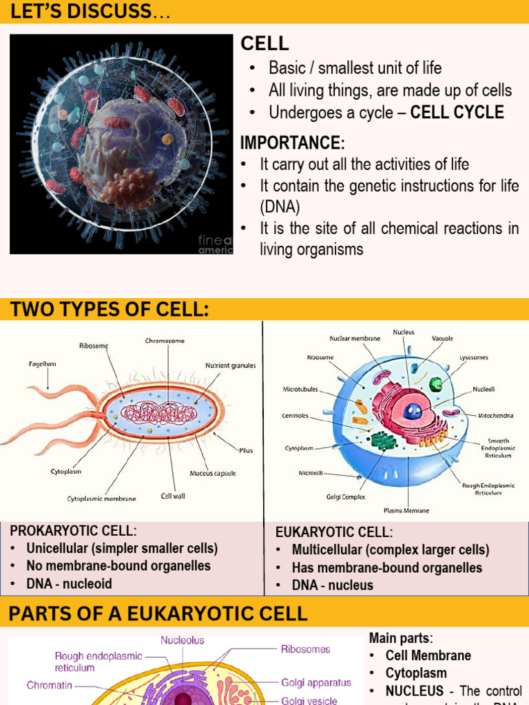 5 Cell-Cycle | PDF | Cell (Biology) | Mitosis