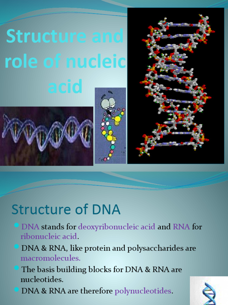 Structure and Role of Nucleic Acid | PDF | Dna | Messenger Rna
