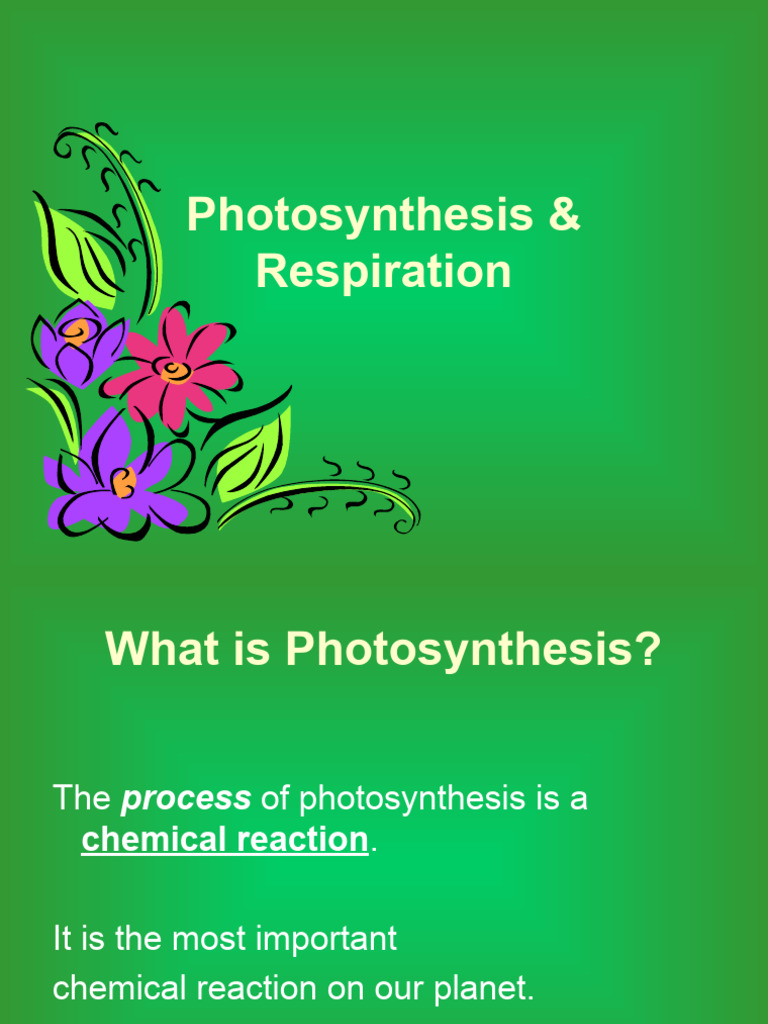 Photosynthesis 7 Grade | PDF