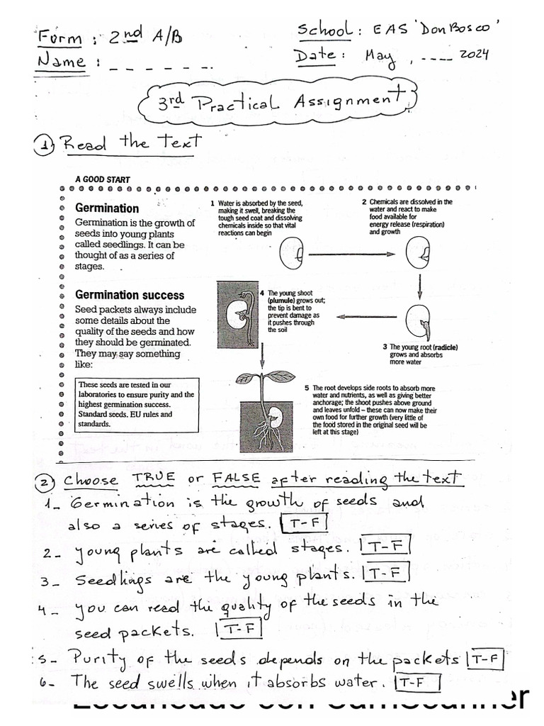 2nd A-B. 3rd Practical Assignment. Germination | PDF