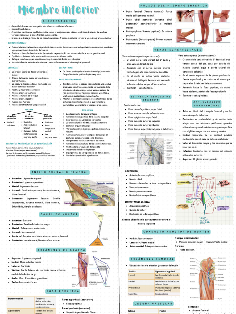 Resumen Sem 9 Anato | PDF | Anatomía del miembro inferior | Sistema musculoesquelético