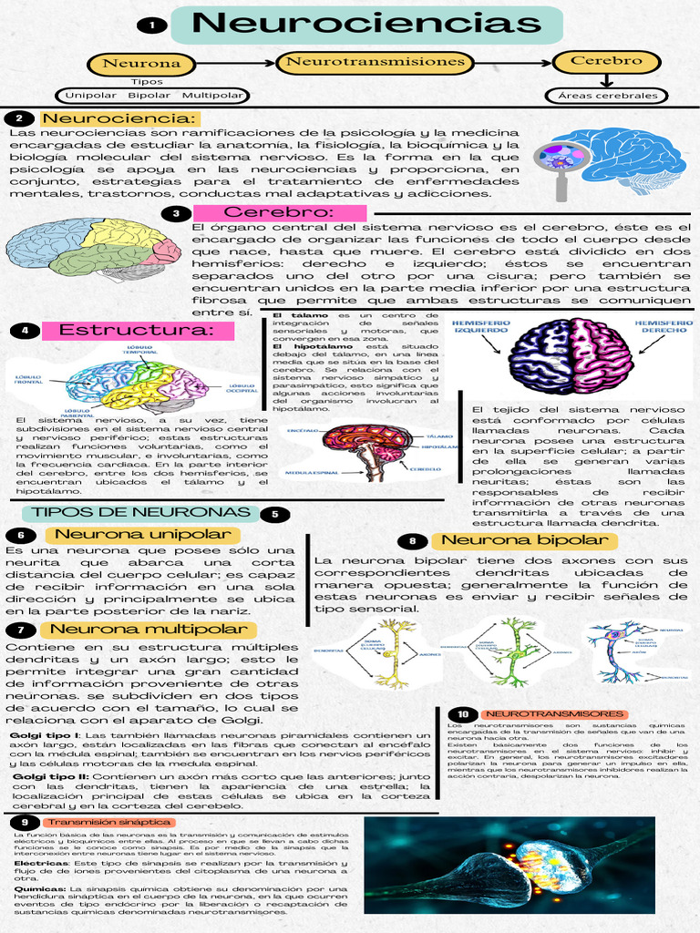 Infografía Neurociencia | PDF | Sinapsis | Neurona