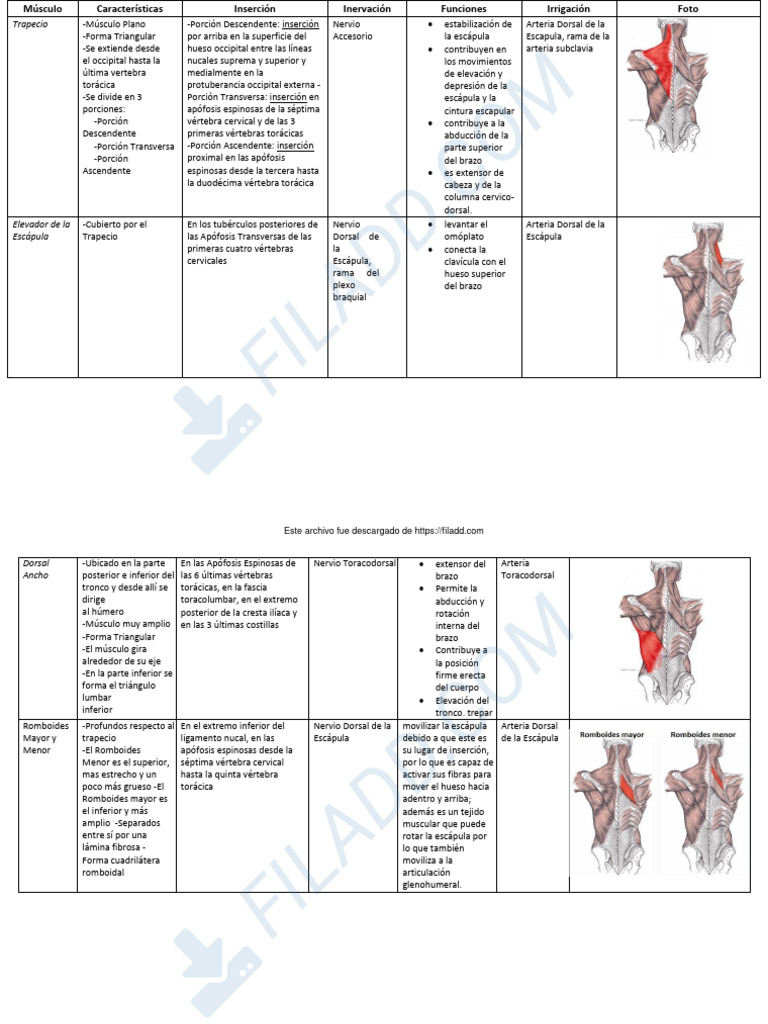 Musculos TORSO | PDF | Vértebra | Anatomía