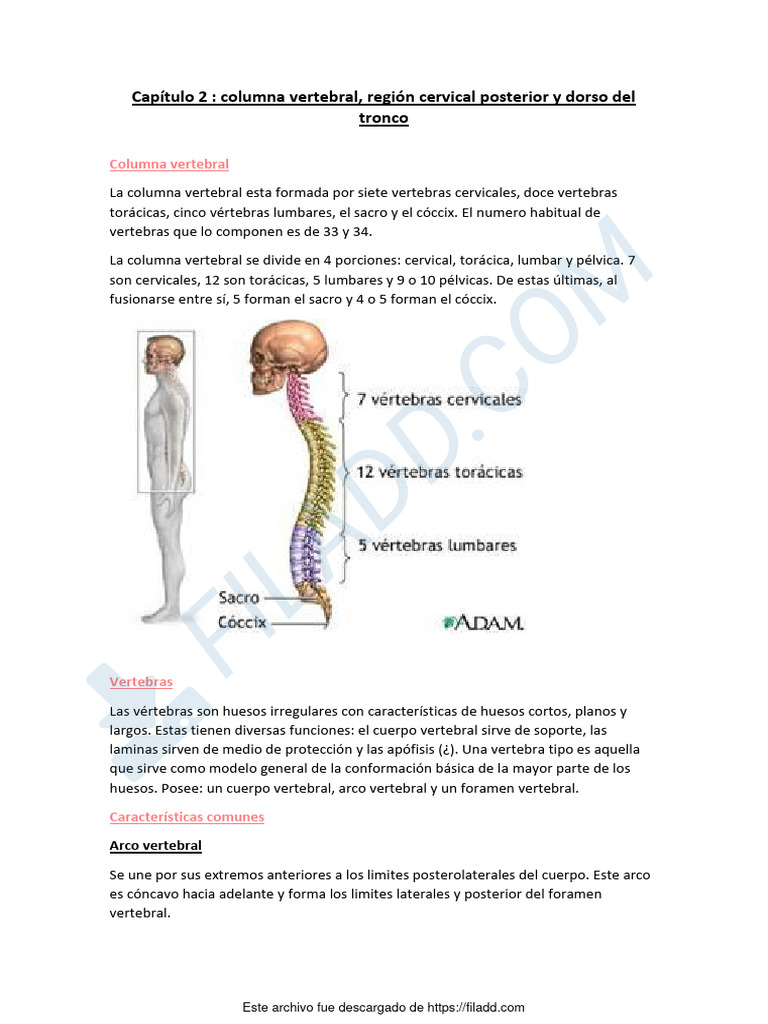 Capitulo 2 TORSO | PDF | Vértebra | La columna vertebral