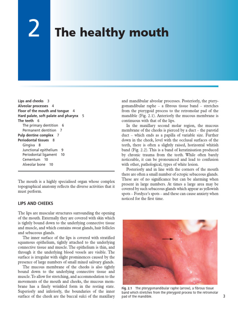 2.the Healthy Mouth | PDF | Dental Anatomy | Tongue