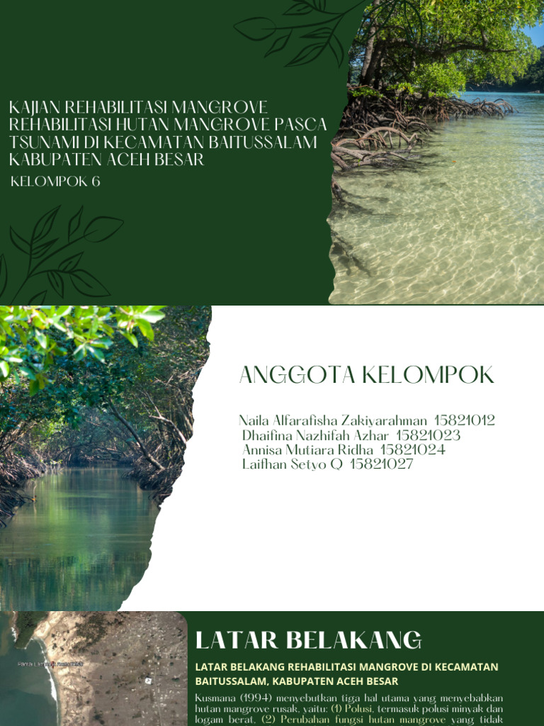 Kelompok 6 - PPT Mangrove | PDF