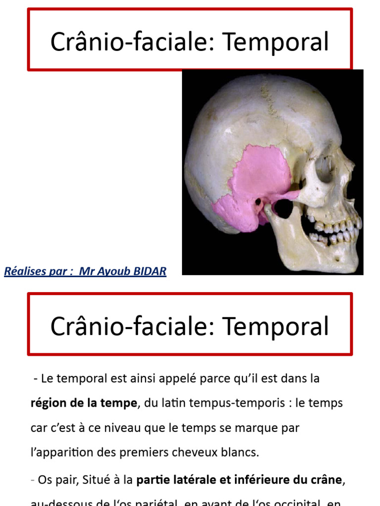 Anatomie de l'Os Temporal | PDF | Tête et cou chez l'humain | Anatomie ...