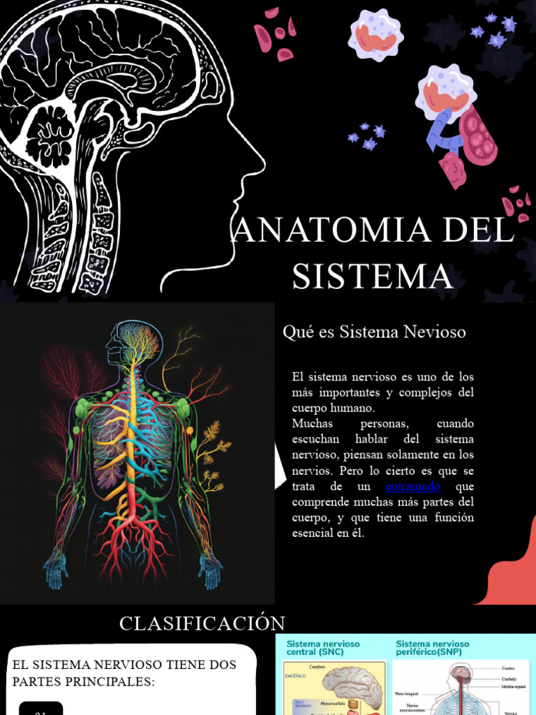 Presentacion Anatomia Del Sistema Nervioso | PDF | Sinapsis | Sistema nervioso