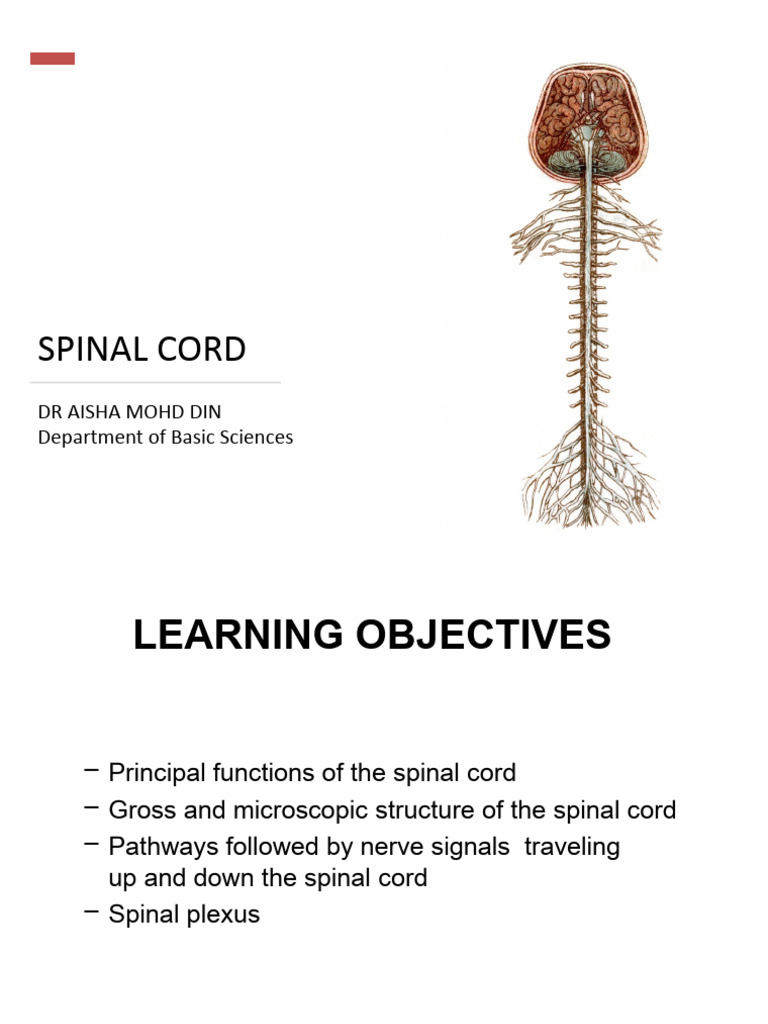 Spinal Cord | PDF | Spinal Cord | Motor Neuron