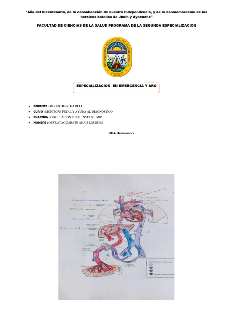 Práctica Circulacion, Nst, Cst, Mip | PDF | Reproducción | Salud maternal