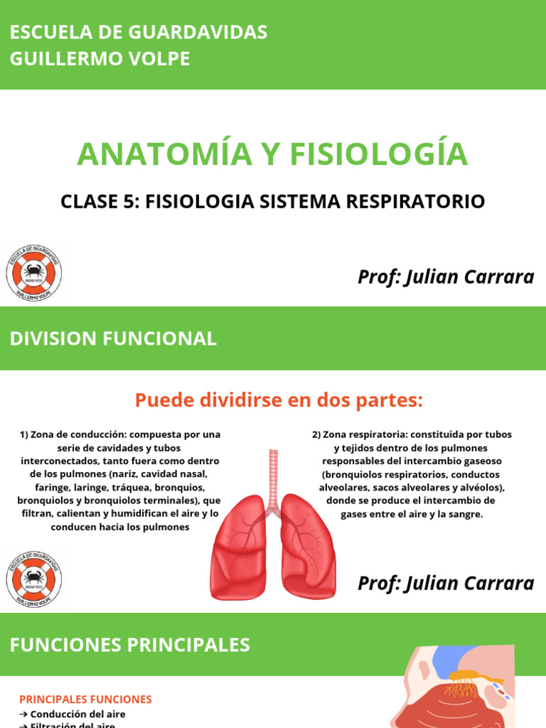 AyF Clase 5-Fisiologia sistema respiratorio | PDF | Respiración ... AyF Clase 5-Fisiologia sistema respiratorio | PDF | Respiración ...