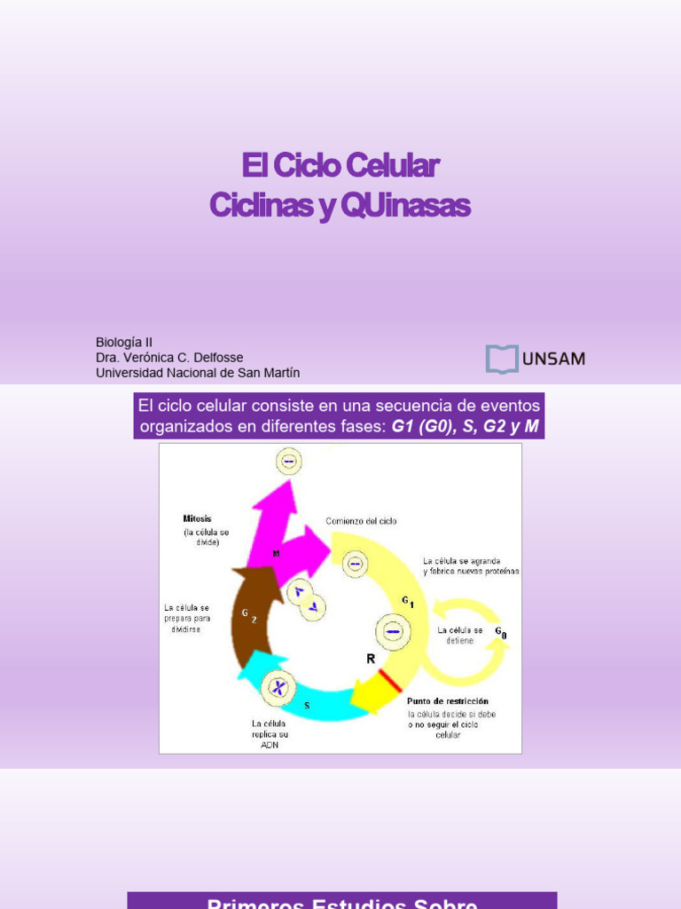 Ciclo Celular - Ciclinas y Kinasas 2023 | Descargar gratis PDF | Ciclo ...