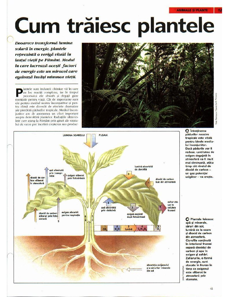 Animale Si Plante - Cum Traiesc Plantele | PDF