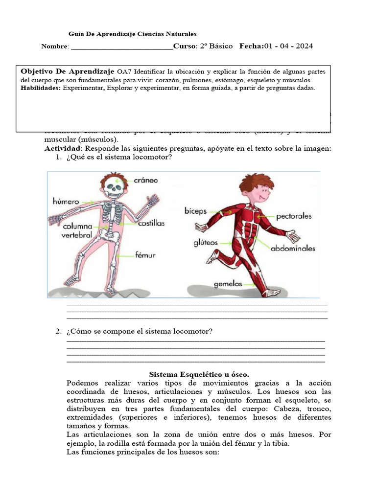 Guía de Aprendizaje: Sistema Locomotor | PDF | Esqueleto | Sistema ...