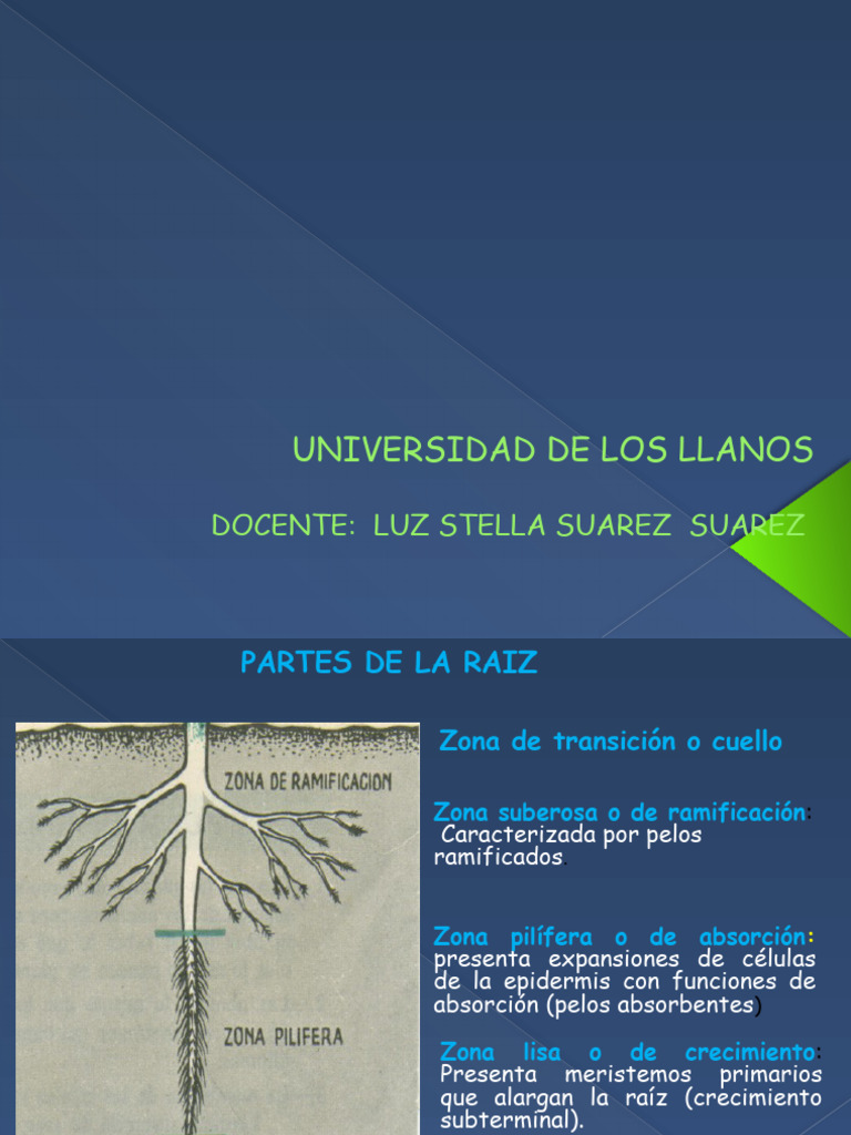 Partes y funciones de la raíz | PDF | Raíz | Tallo de la planta