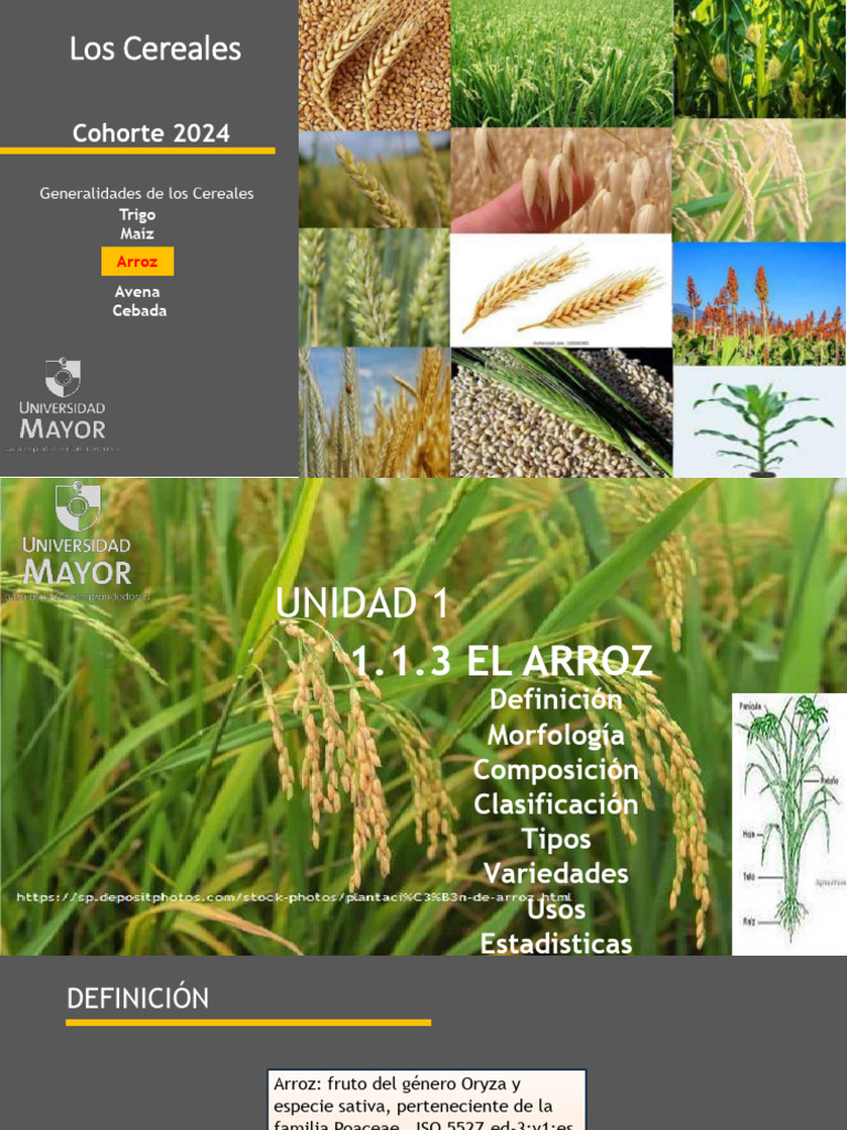 Morfología y clasificación del arroz | PDF | Arroz | Cereales