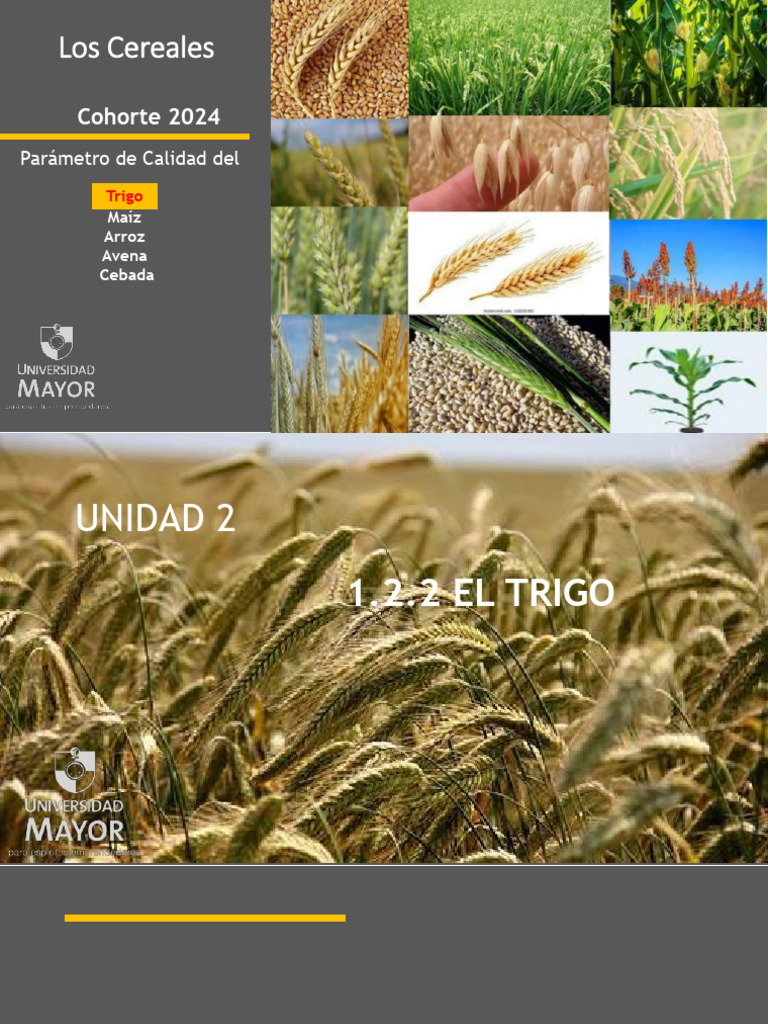 A1-U2-2-EL TRIGO 2024.pdf | PDF | Trigo | Alimentos basicos