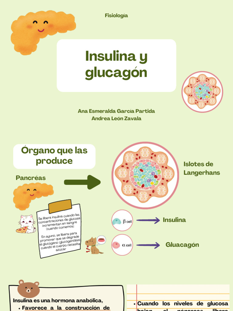 Insulina y Glucagón | PDF