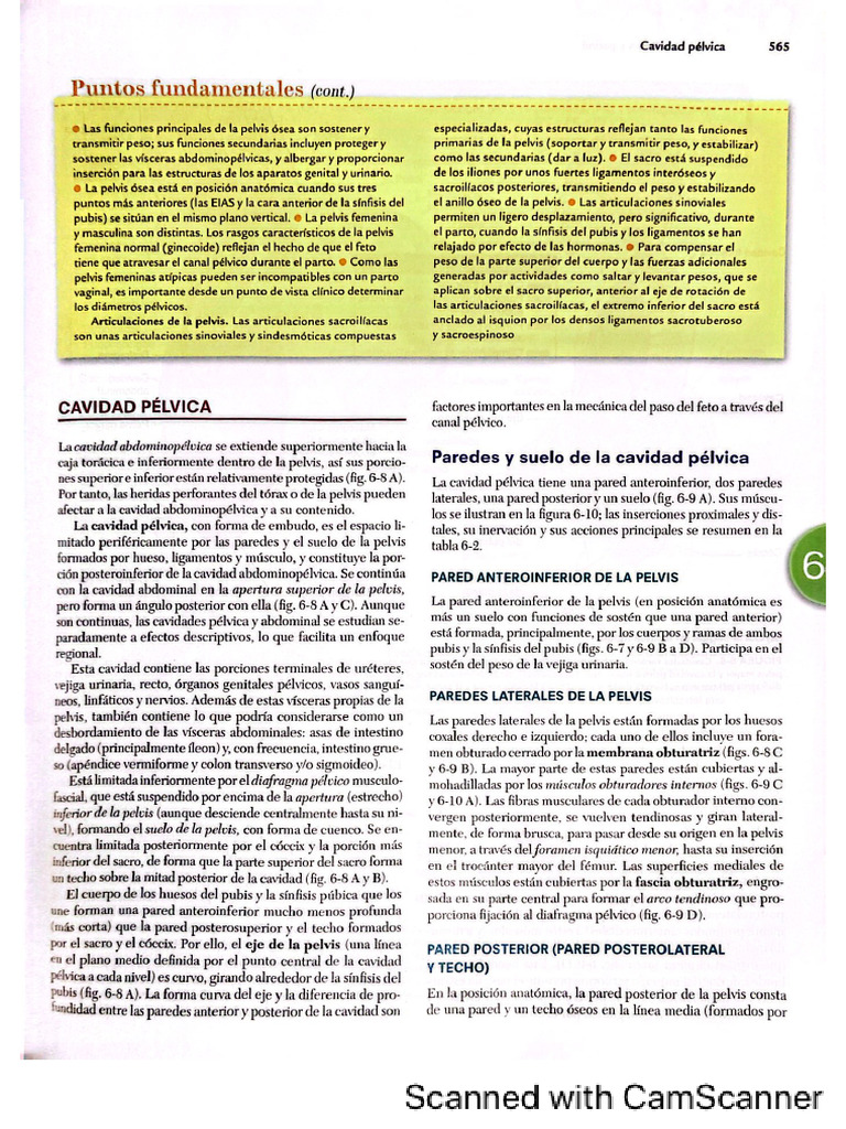 Cavidad Pelvica Pdf