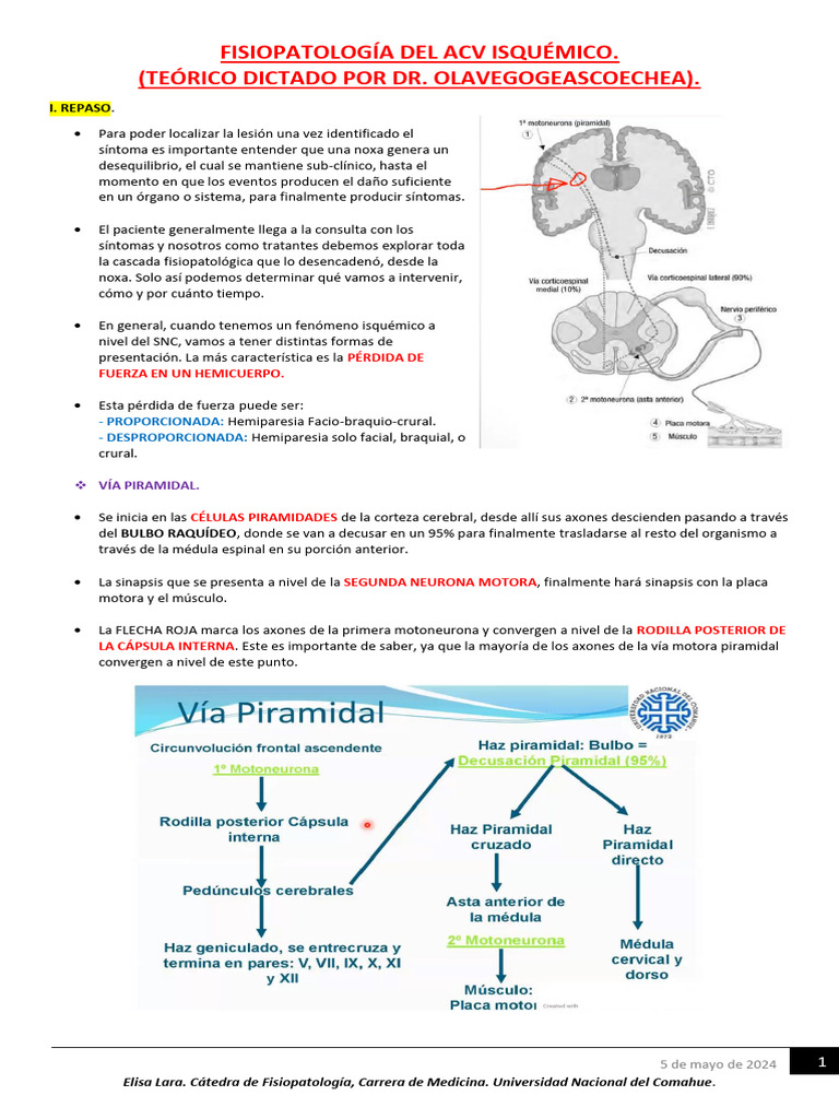 Fisiopatología Del Acv Isquémico | PDF | Inflamación | Apoptosis