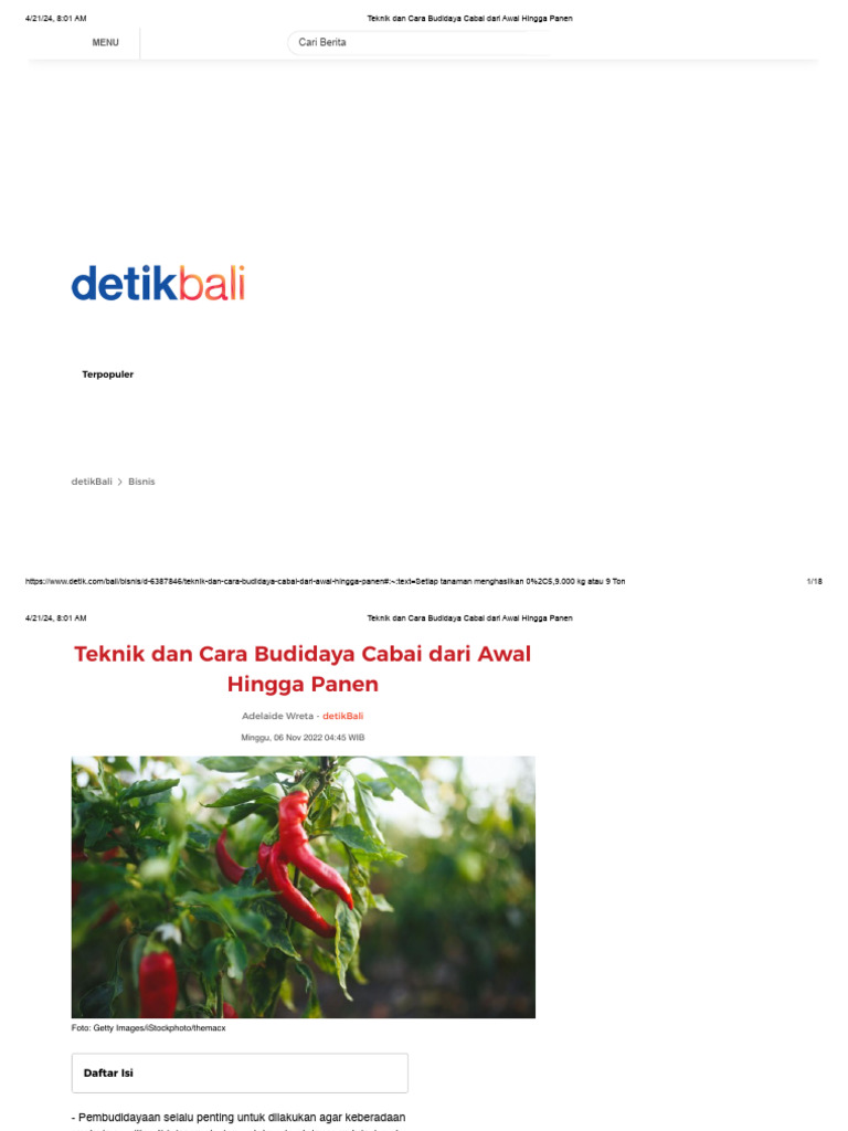 Teknik Dan Cara Budidaya Cabai Dari Awal Hingga Panen | PDF