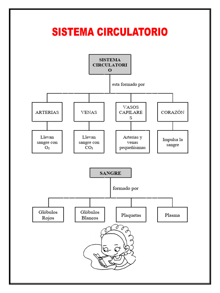 Sistema Circulatorio para Segundo Grado de Primaria | PDF | Sistema ...
