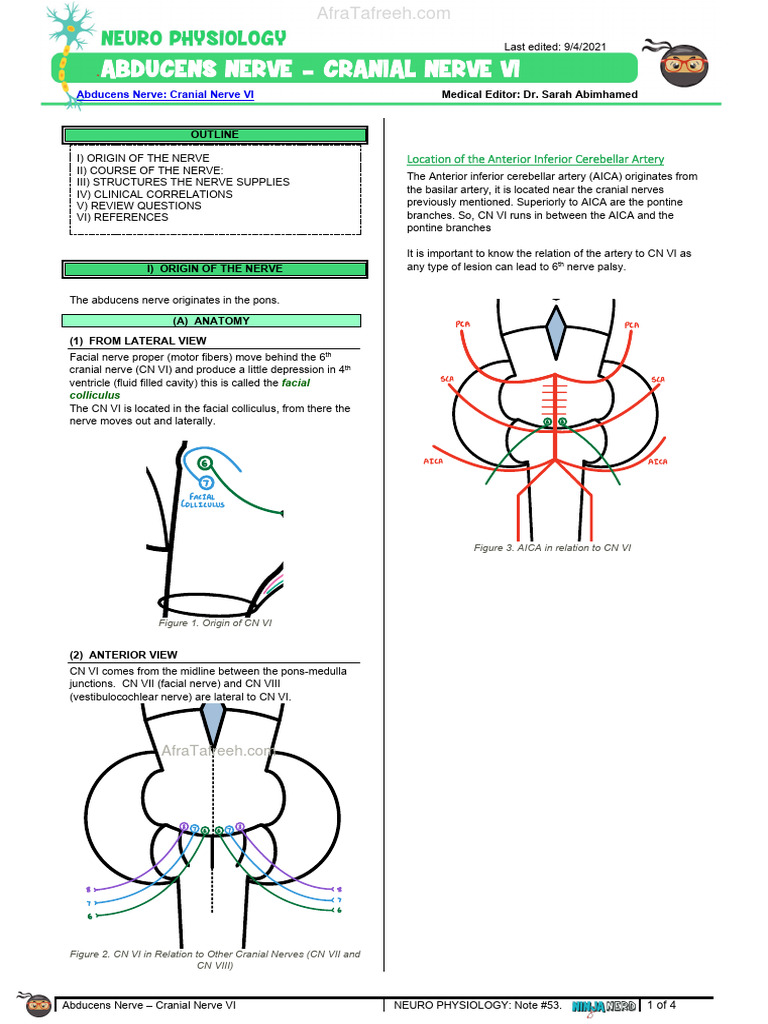Abducens Nerve - Cranial Nerve VI Atf | PDF | Nervous System | Human ...