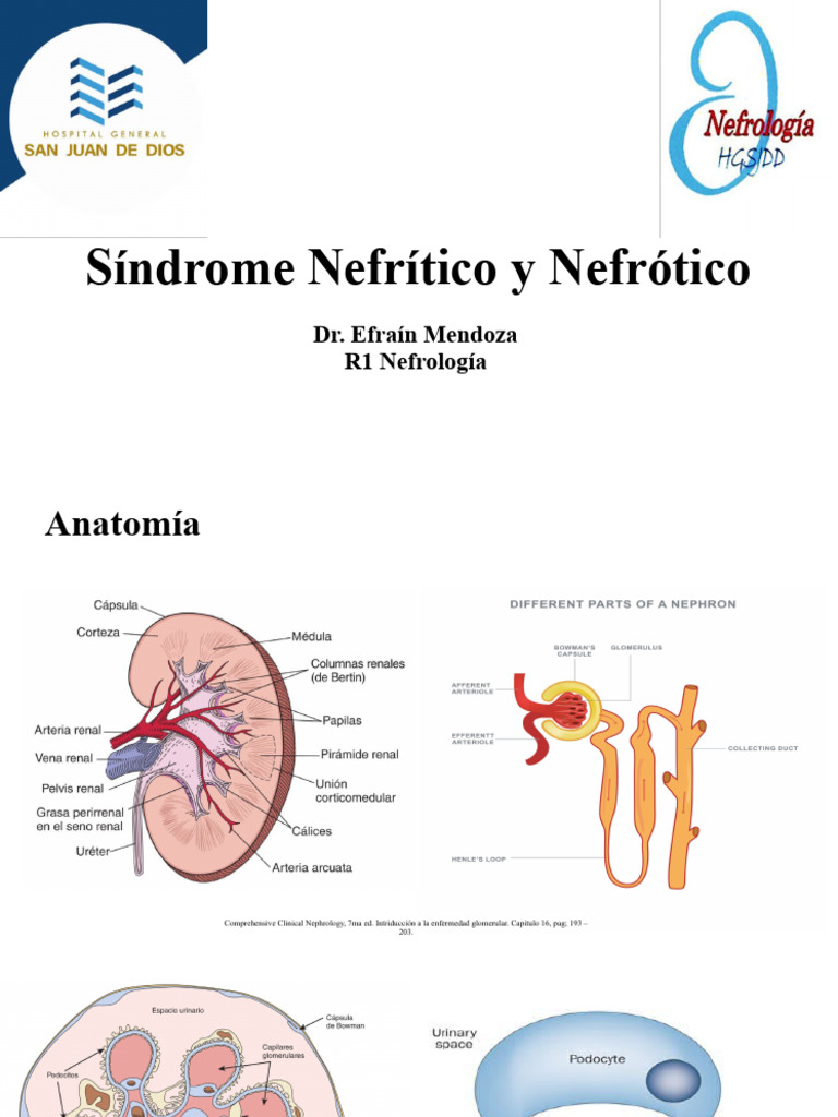 Síndrome nefrítico y nefrótico | Descargar gratis PDF | Condiciones ...