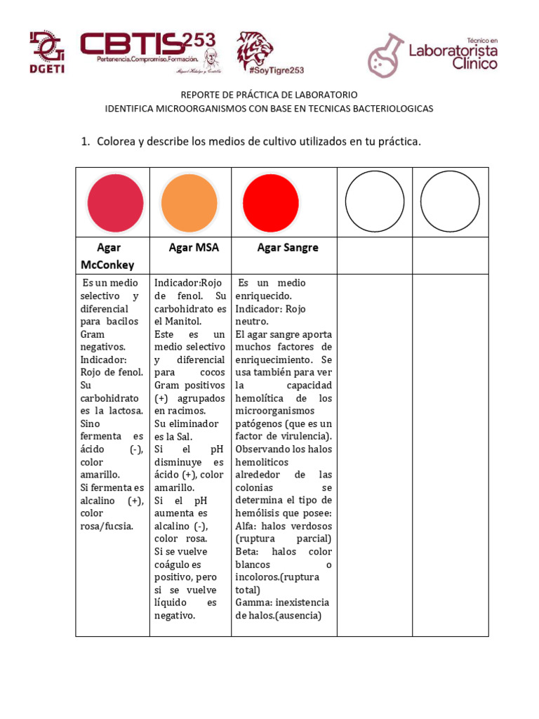 Reporte de Practica Bacter | PDF | Microbiología | Técnicas de laboratorio.
