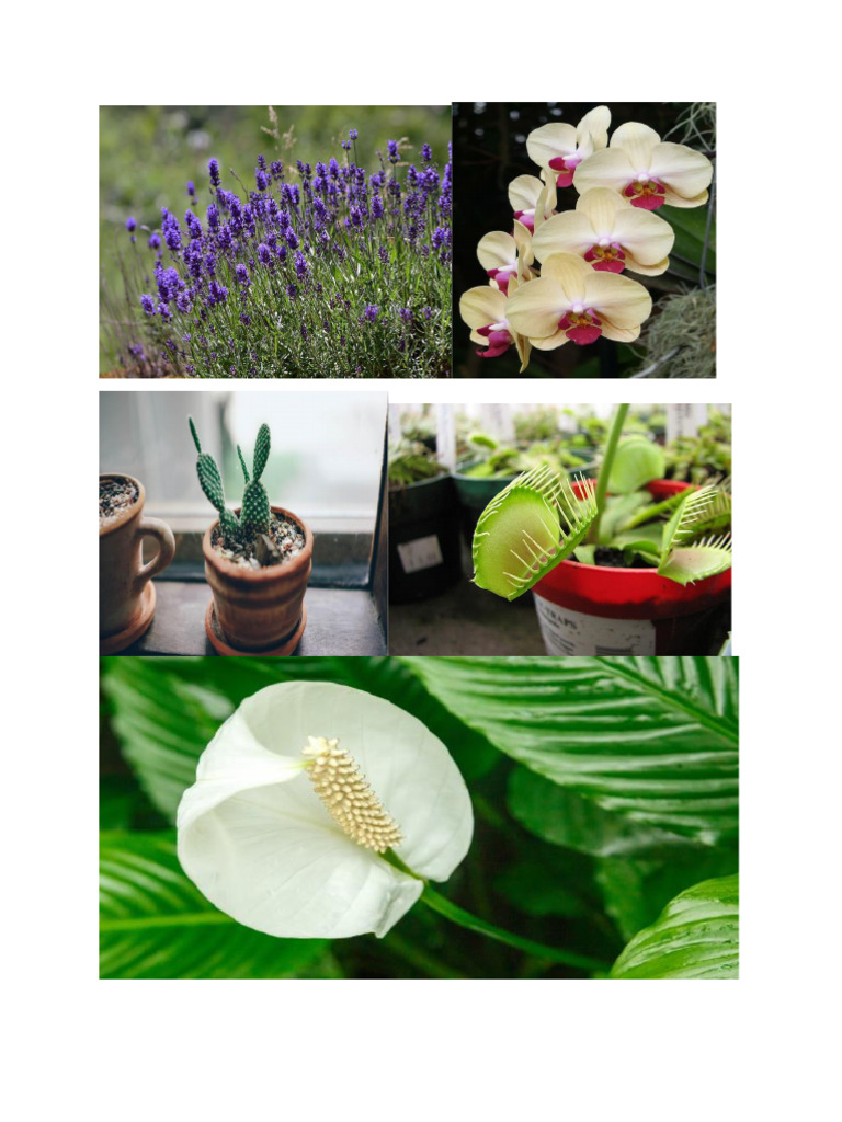 Biology Dichotomous Key | PDF