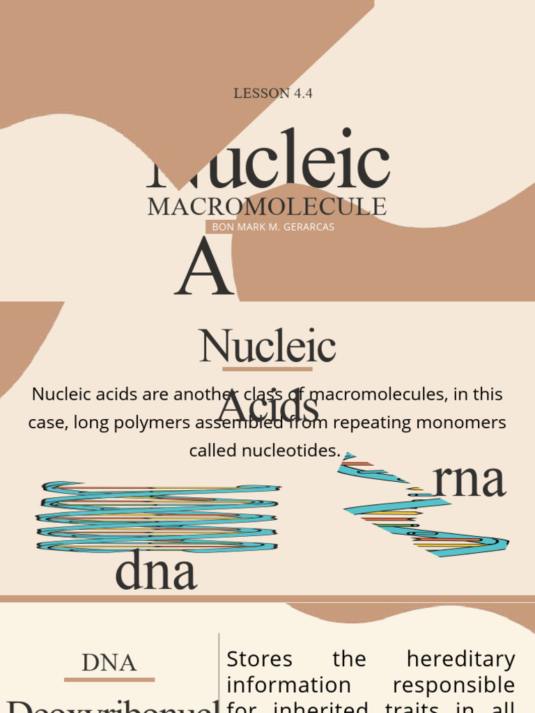 4.4 Nucleic Acids | PDF | Rna | Nucleic Acids